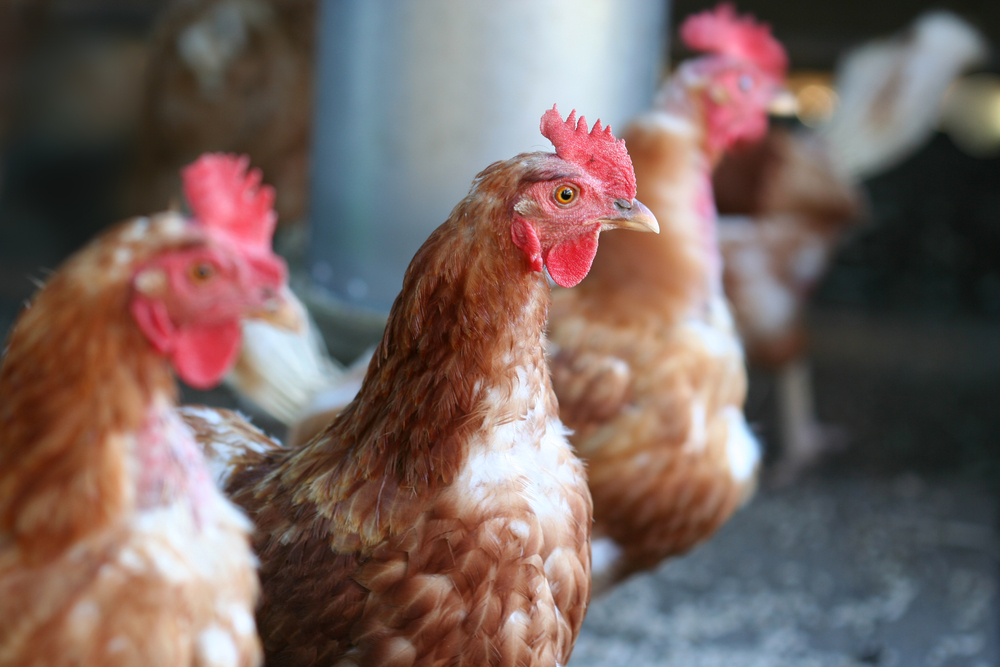 Manejo de patologías respiratorias en aves: consejos clave