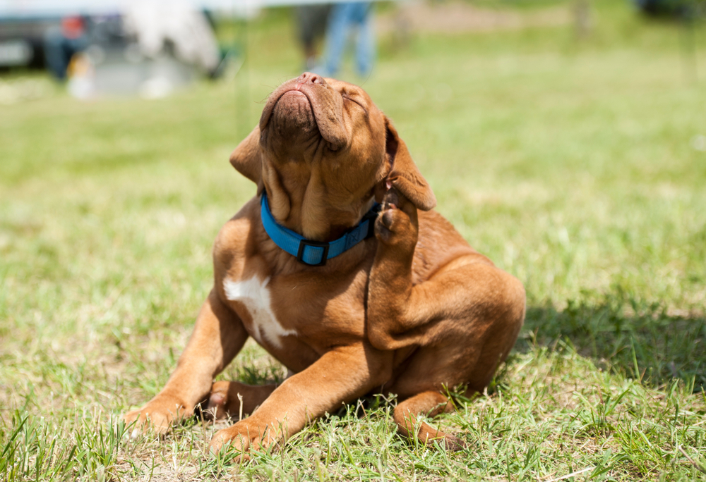 Tratamientos efectivos para la sarna en perros