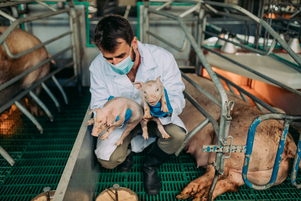 Porcicultura Saludable: Innovación en Sanidad Porcina