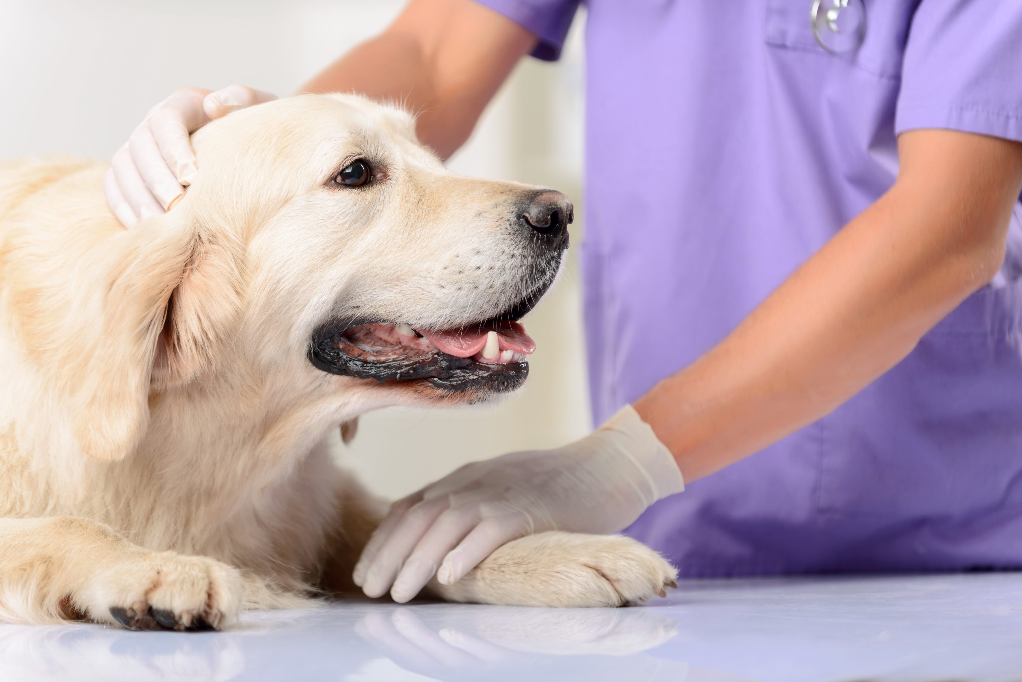 Epidemiología de la leishmaniasis en perros