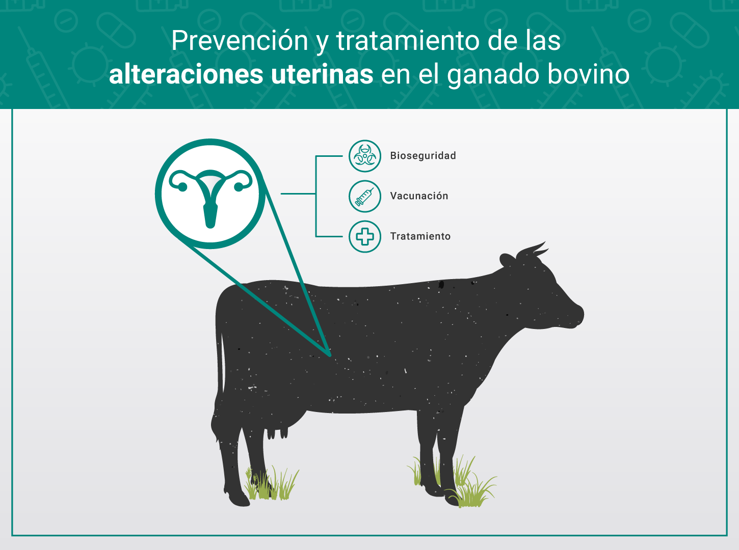 Manejo de las alteraciones uterinas en bovinos