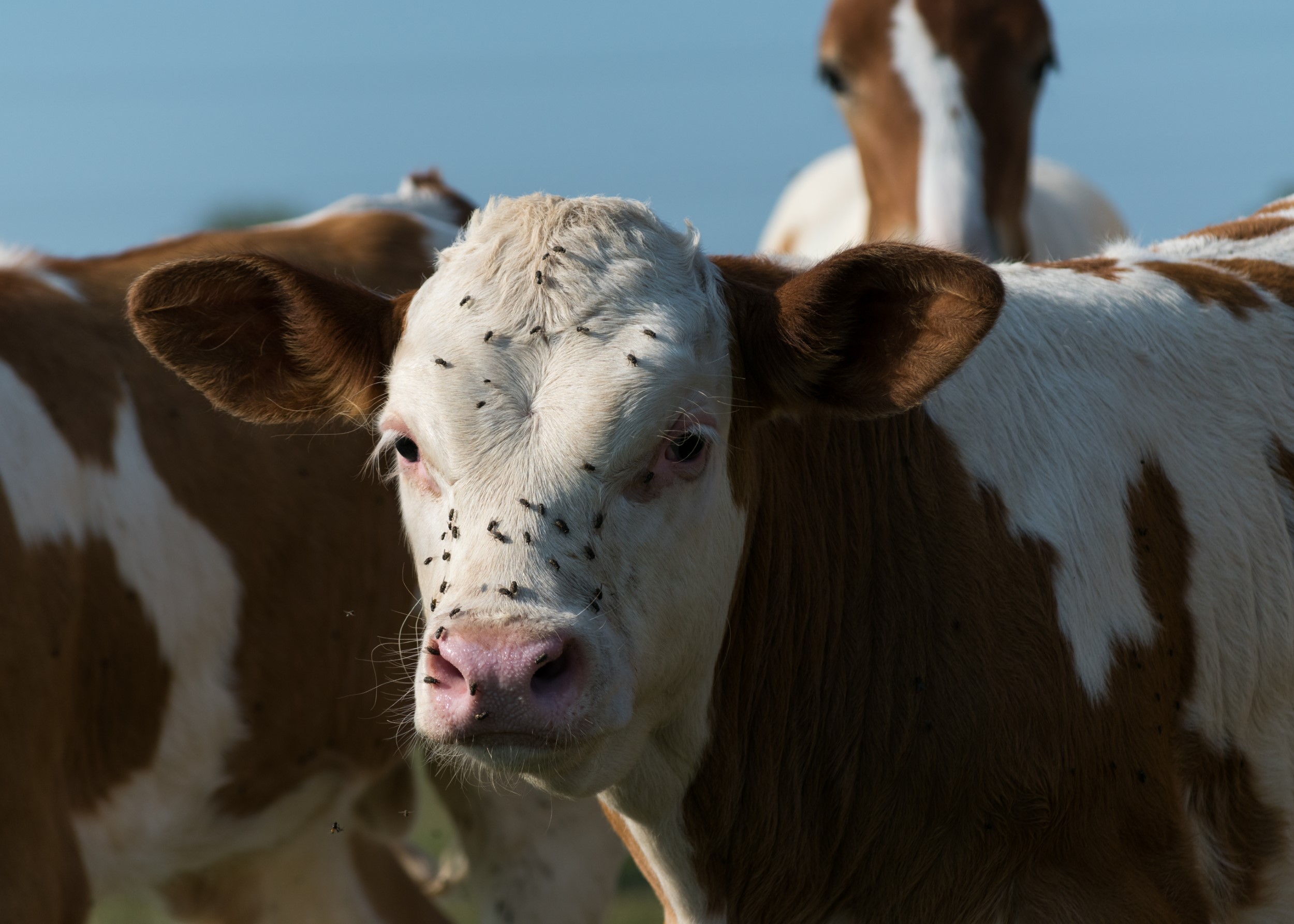 Tripanosomiasis bovina: diagnóstico, tratamiento y prevención