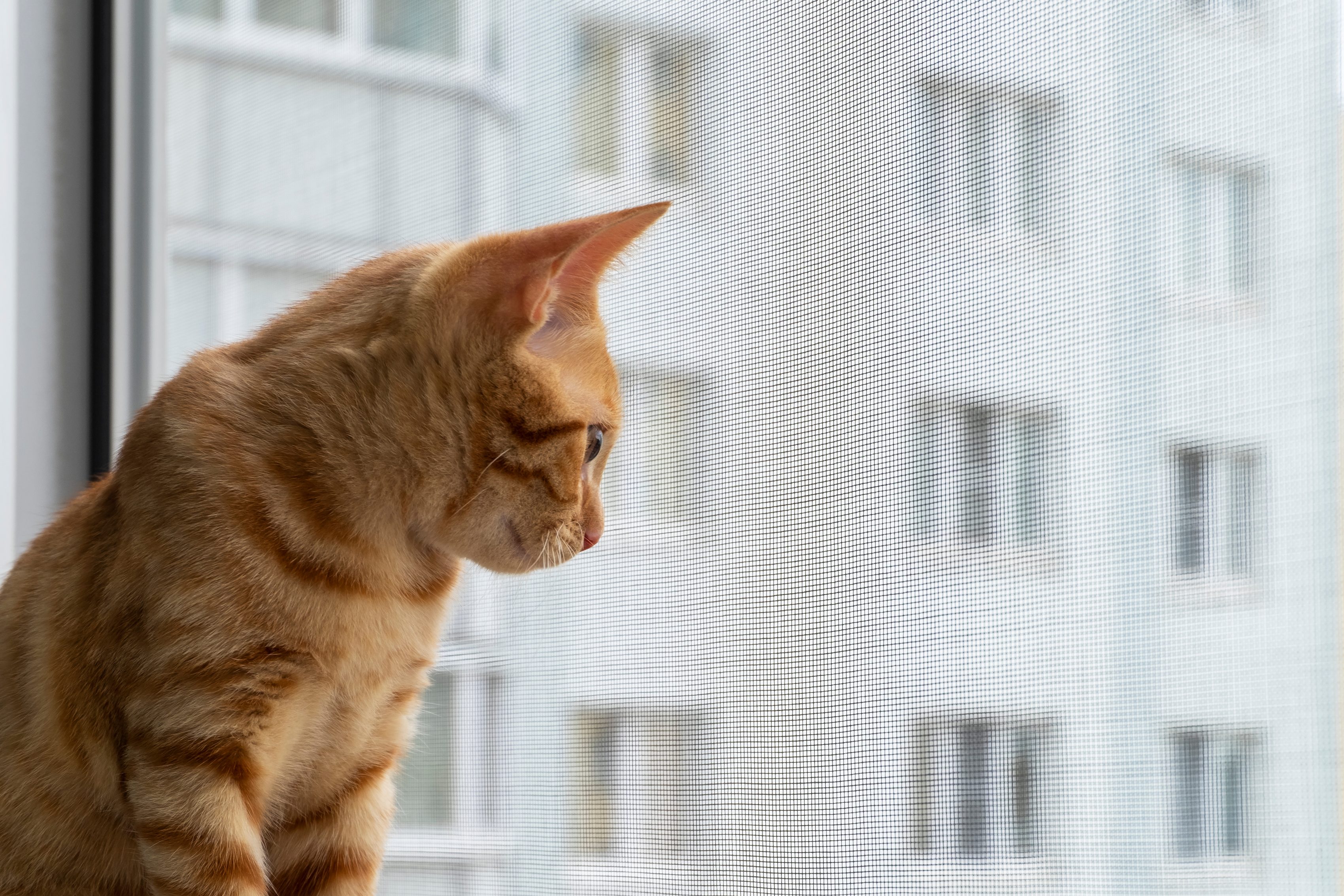 Leishmaniasis en gatos: signos clínicos, prevención y tratamiento