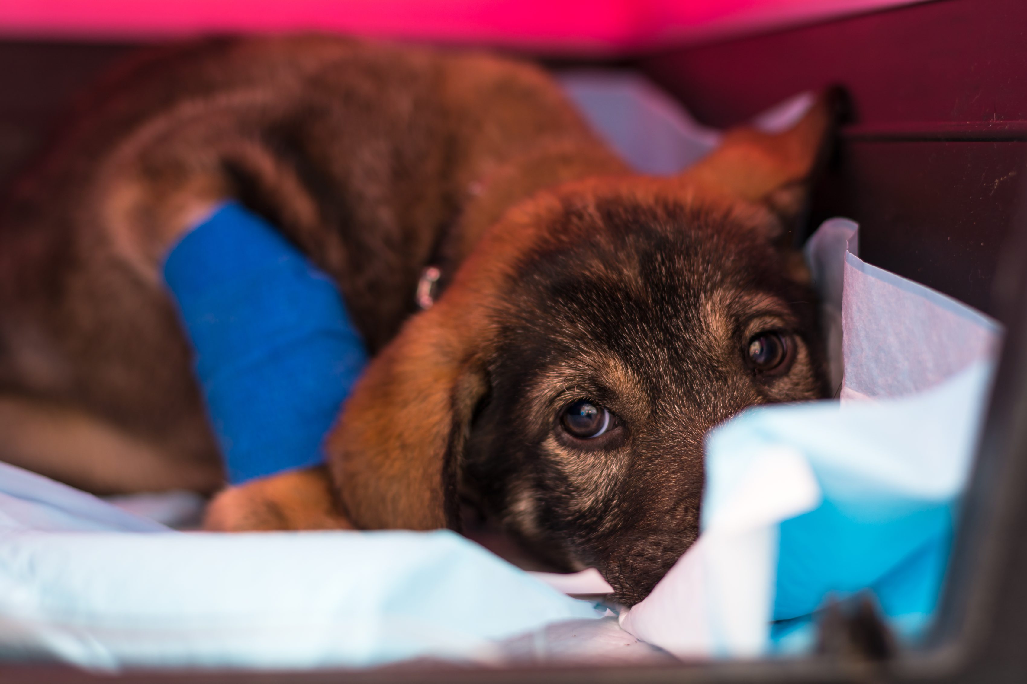 Parvovirus en perros: síntomas, diagnóstico y tratamiento