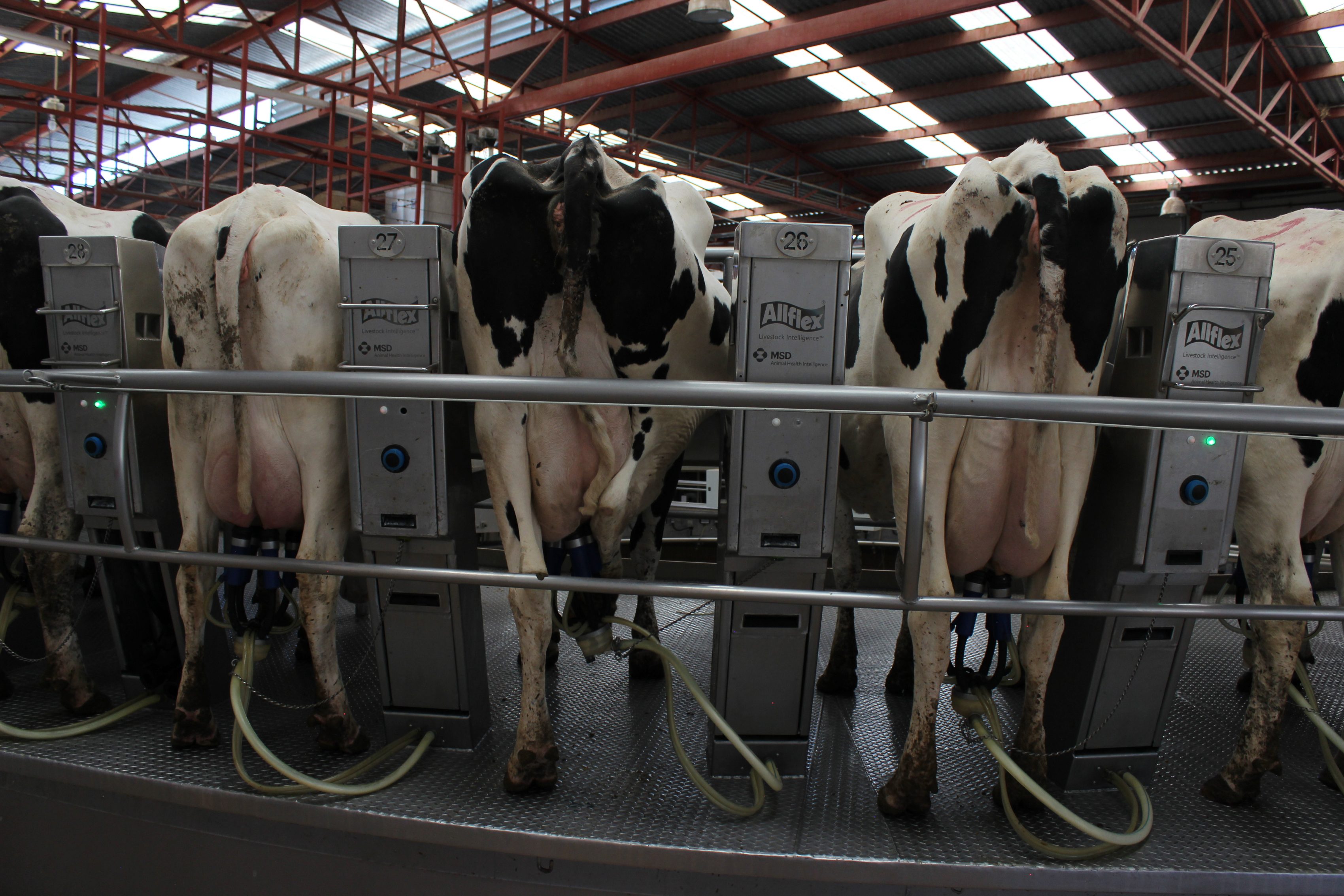 Impacto de la mastitis bovina en la calidad de la leche