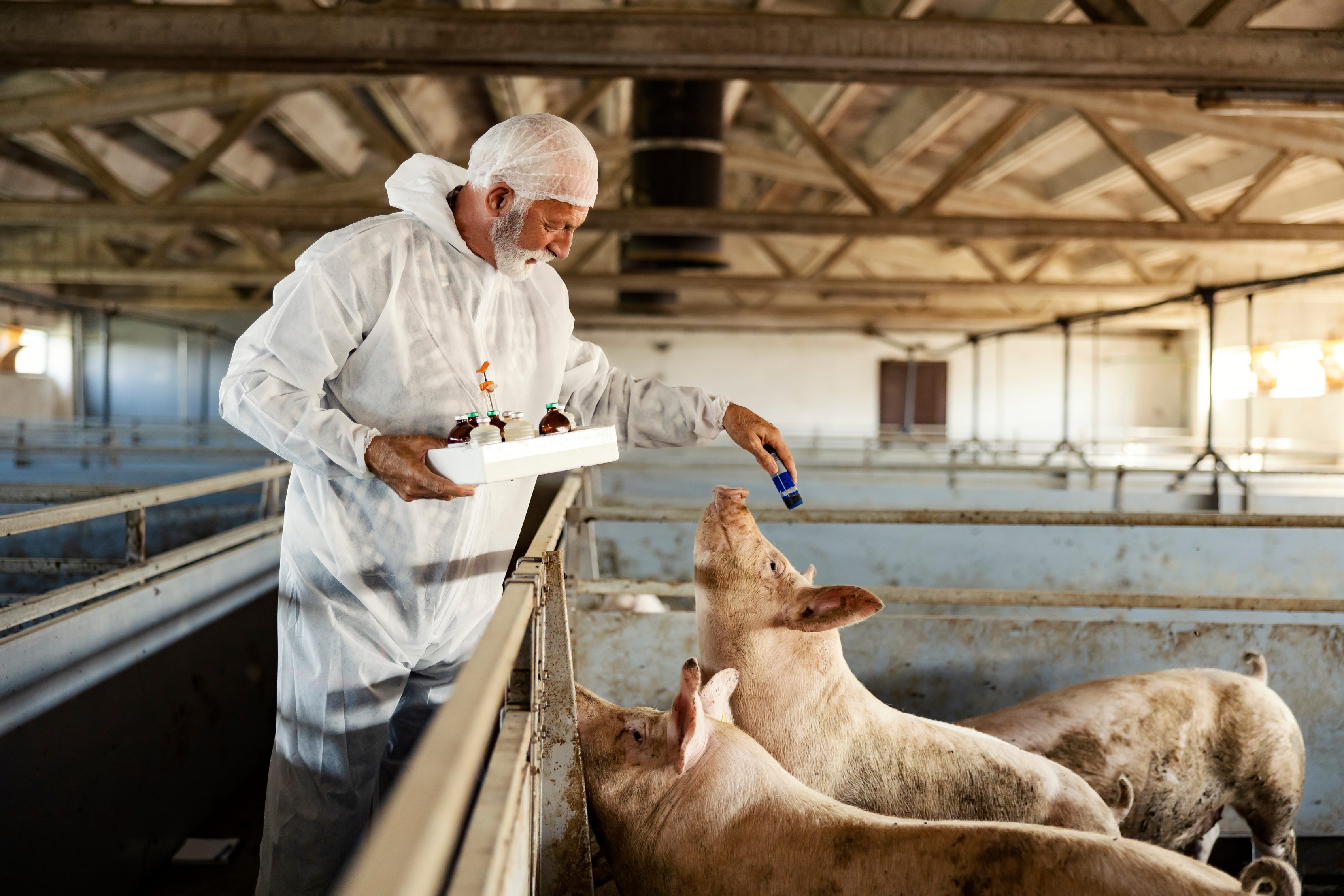 Manejo del Síndrome reproductivo y respiratorio porcino (PRRS)