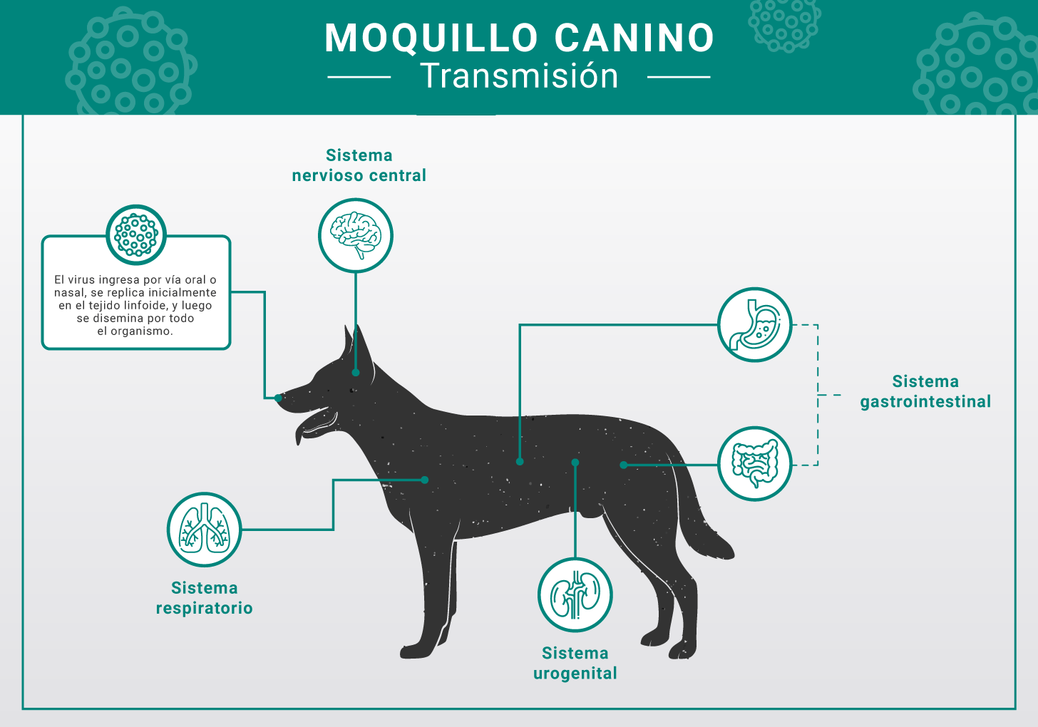 Moquillo en perros: qué es y cómo manejarlo adecuadamente