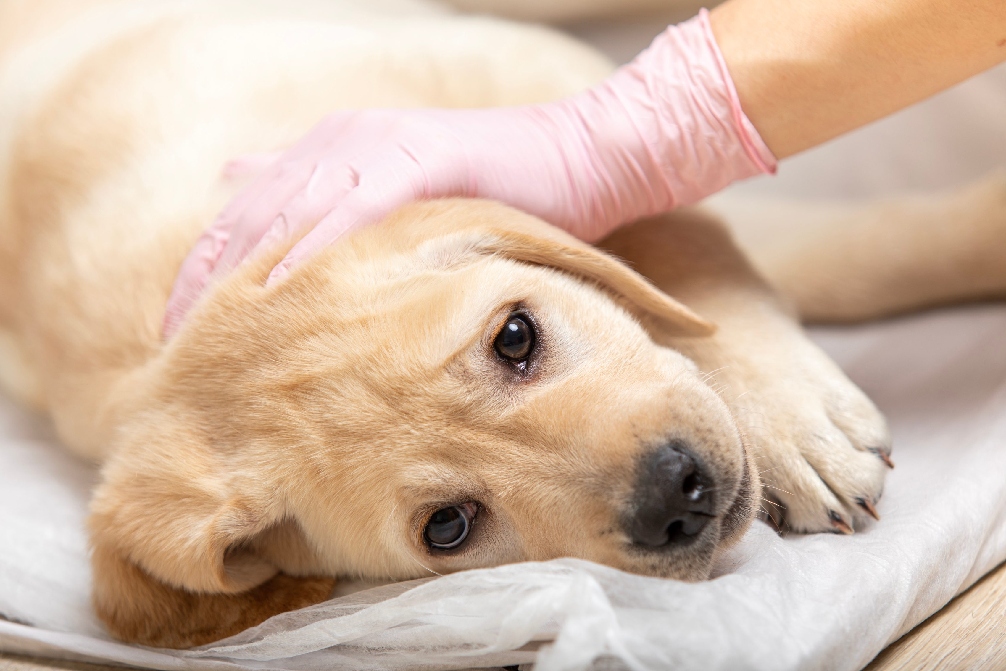 Moquillo en perros: qué es y cómo manejarlo adecuadamente