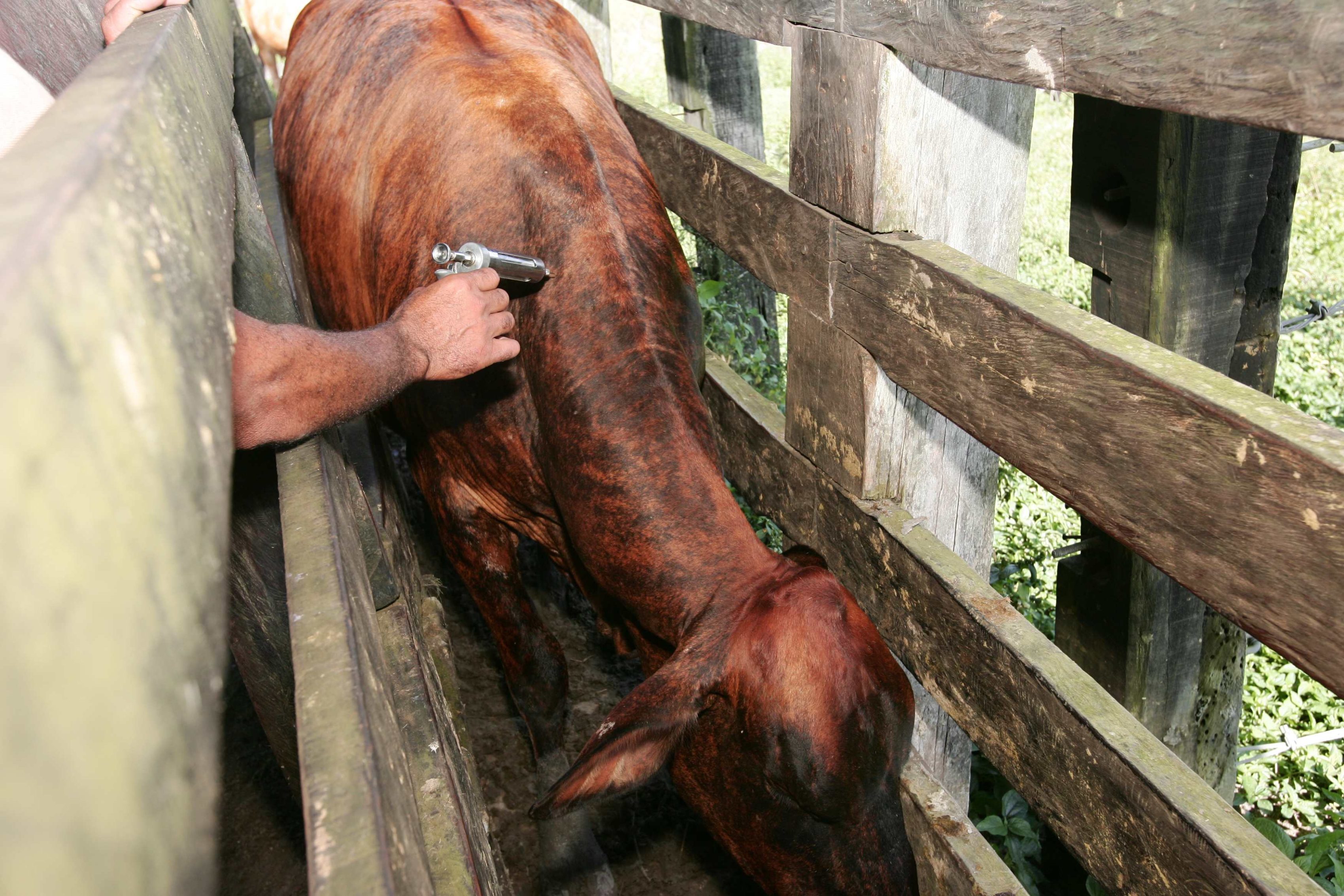 Fiebre aftosa: consecuencias en la salud pública y animal