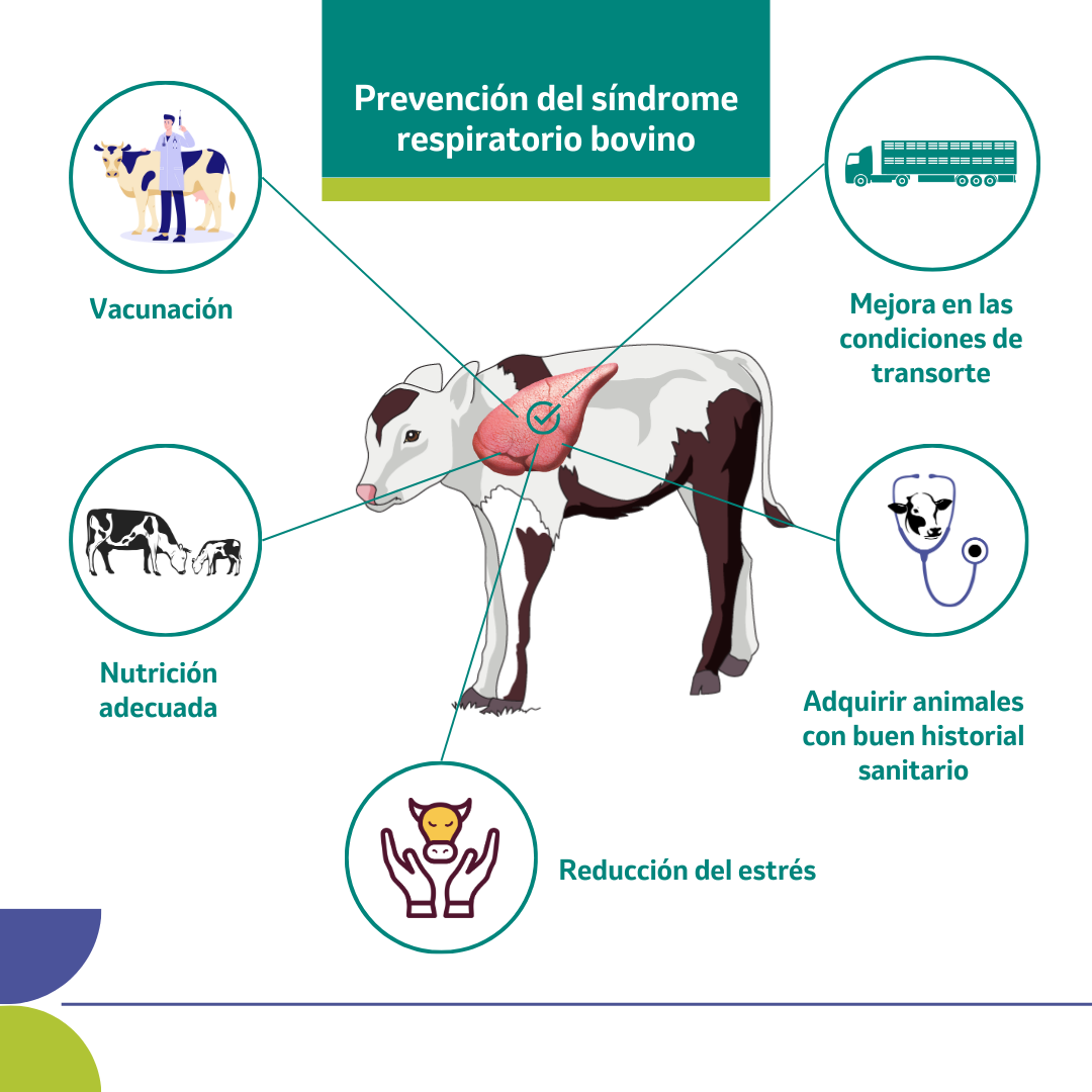 Mannheimia Haemolytica: cómo afecta la salud respiratoria bovina