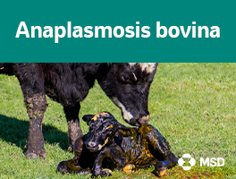 Diagnóstico y prevención de la anaplasmosis en bovinos