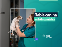 Moquillo en perros: qué es y cómo manejarlo adecuadamente